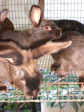 SATIN RABBITS- The Ultimate Dual Purpose Rabbit | Rise and Shine Rabbitry