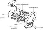 THE RABBITS DIGESTIVE SYSTEM | Rise and Shine Rabbitry